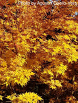 Buy Acer palmatum 'Winter Flame' Coral Bark Japanese Maple — Mr Maple ...