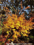 Buy Acer palmatum 'Winter Flame' Coral Bark Japanese Maple — Mr Maple ...