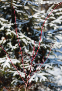 Buy Acer palmatum 'Winter Flame' Coral Bark Japanese Maple — Mr Maple ...