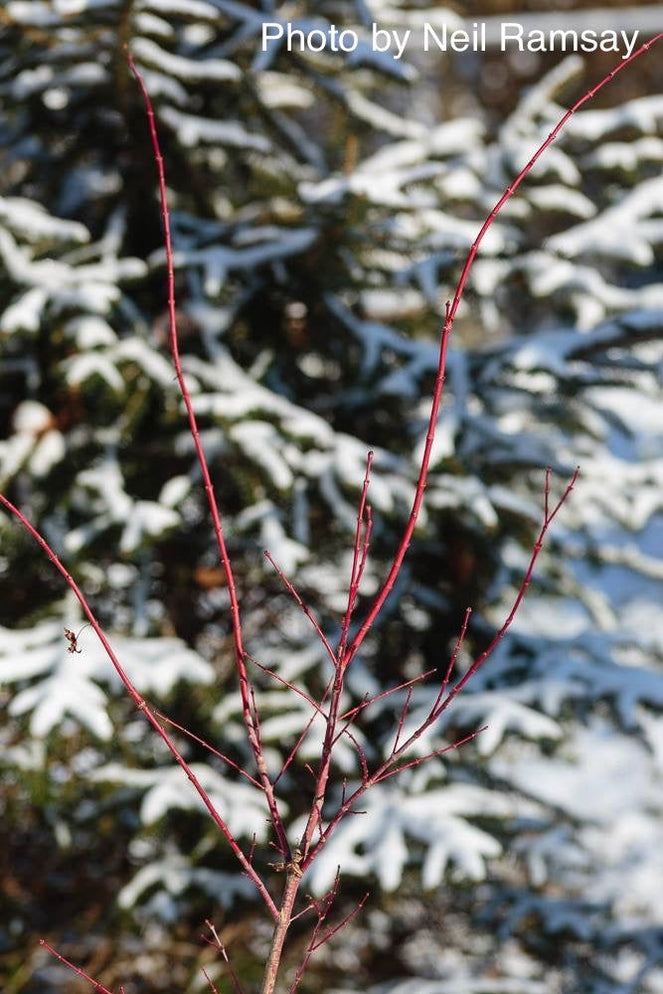 Buy Acer palmatum 'Winter Flame' Coral Bark Japanese Maple — Mr Maple ...