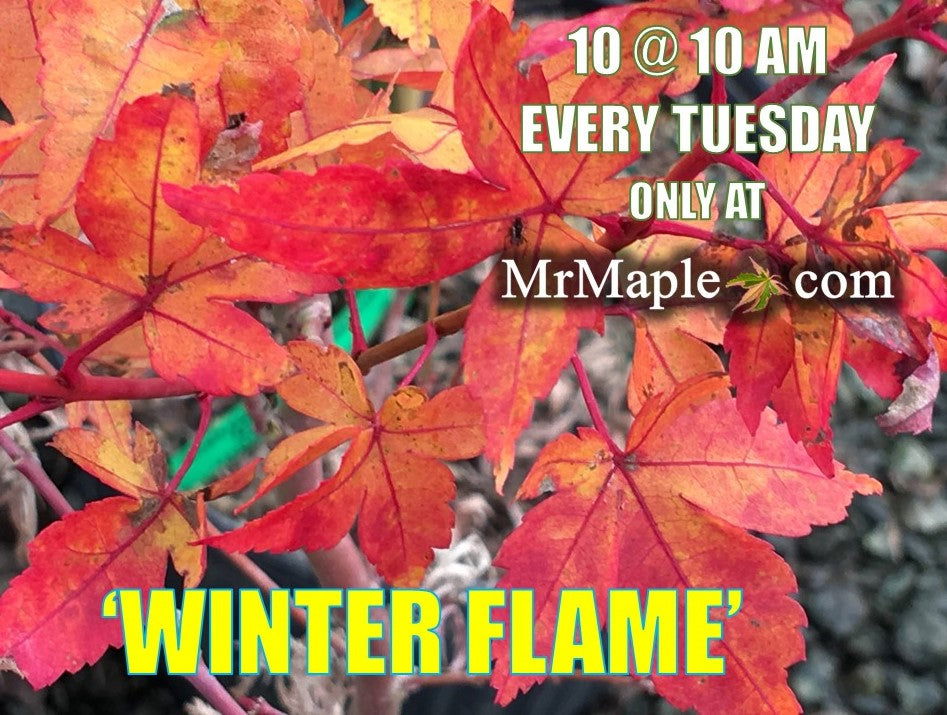 Buy Acer palmatum 'Winter Flame' Coral Bark Japanese Maple — Mr Maple ...