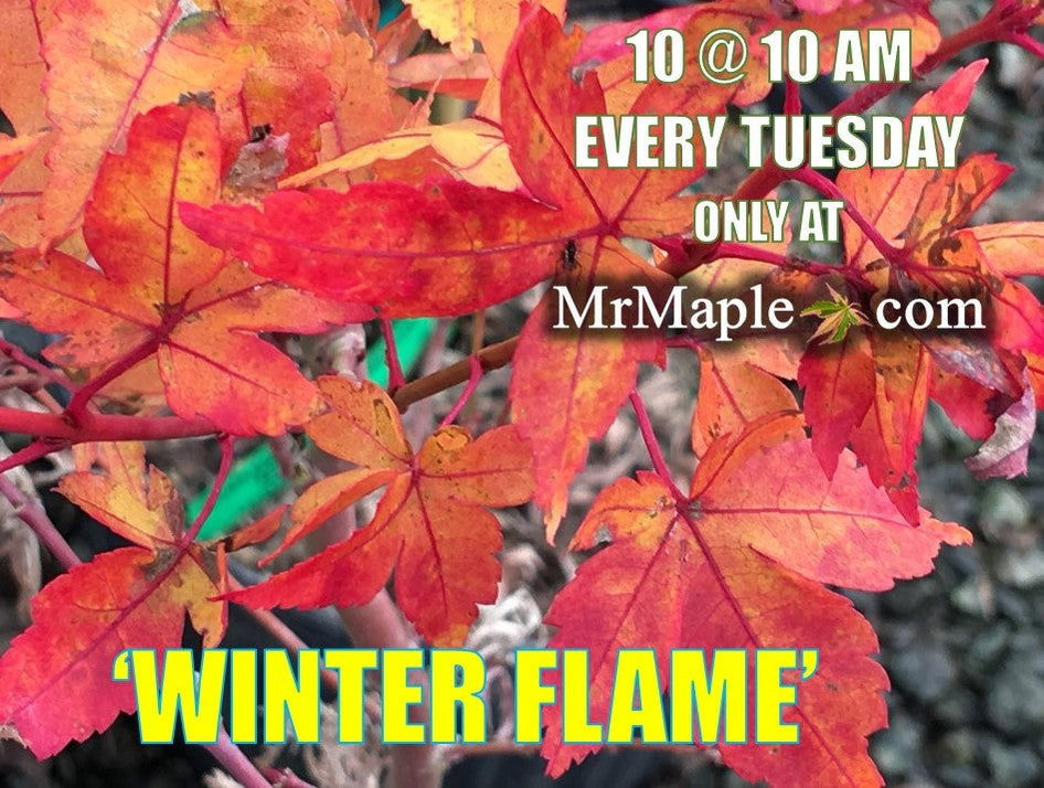 Buy Acer palmatum 'Winter Flame' Coral Bark Japanese Maple — Mr Maple ...