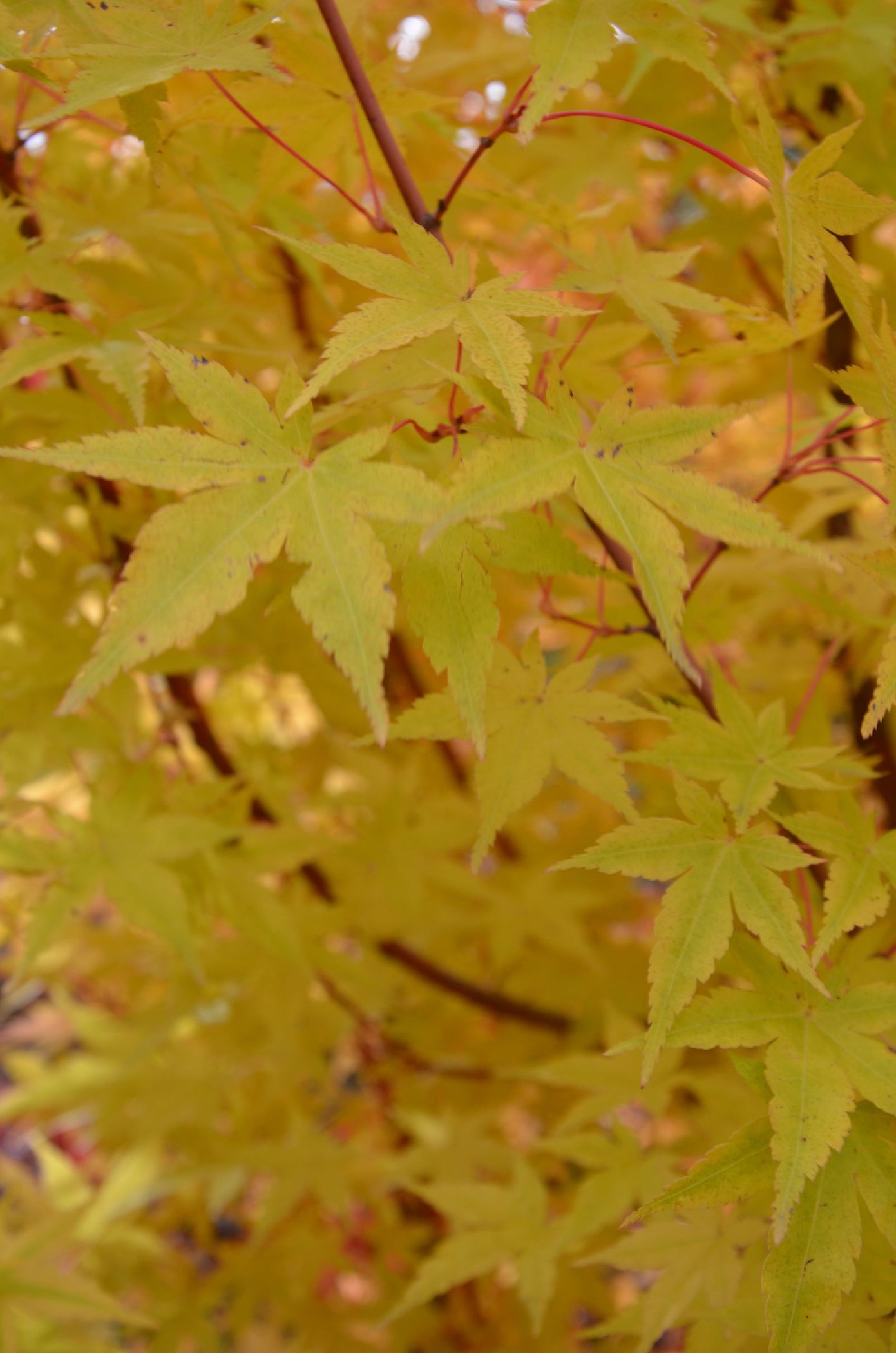 Buy Acer palmatum 'Winter Orange' Orange Coral Bark Japanese Maple — Mr ...