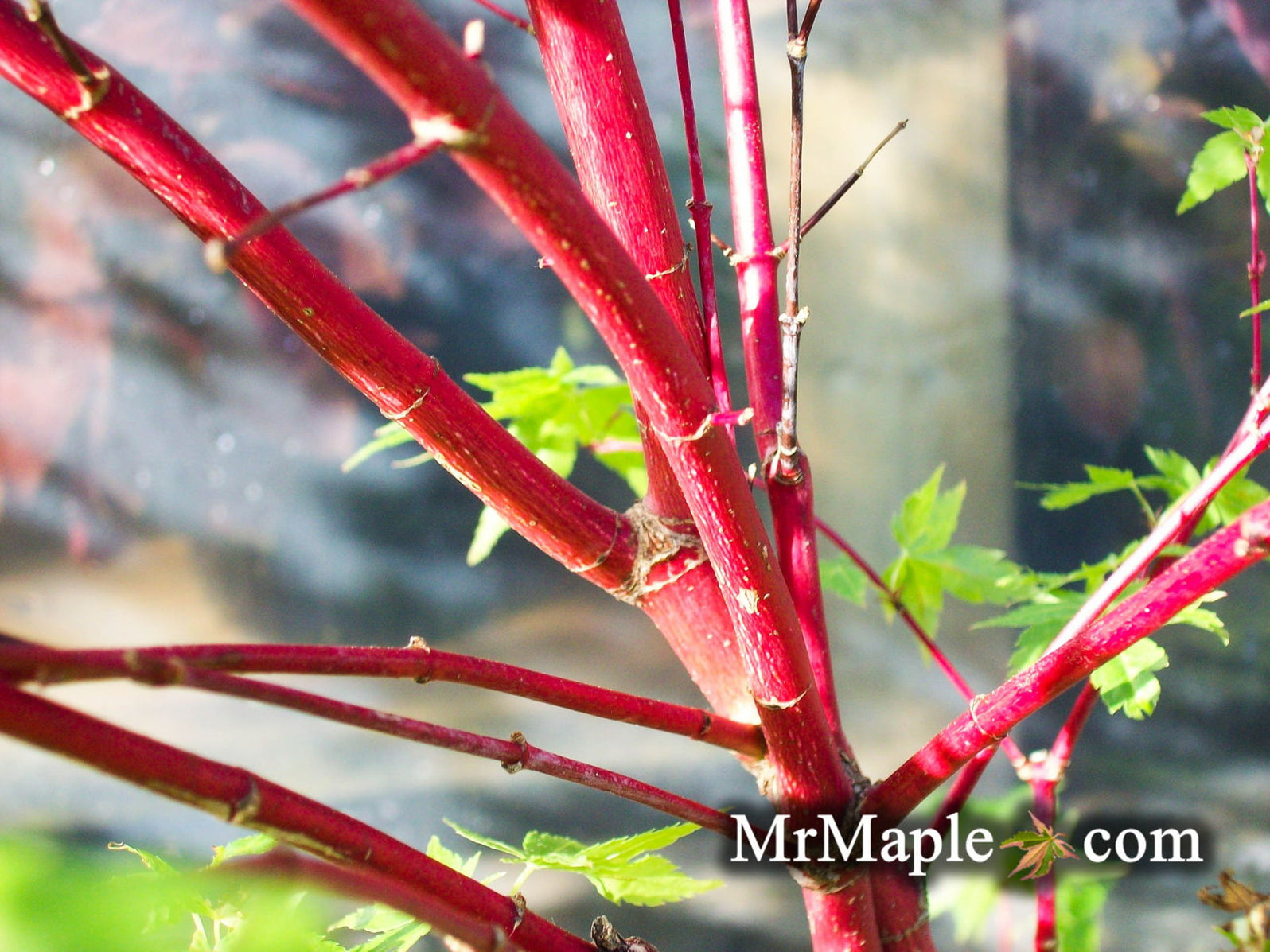 Buy Acer palmatum 'Winter Red' Coral Bark Japanese Maple — Mr Maple ...