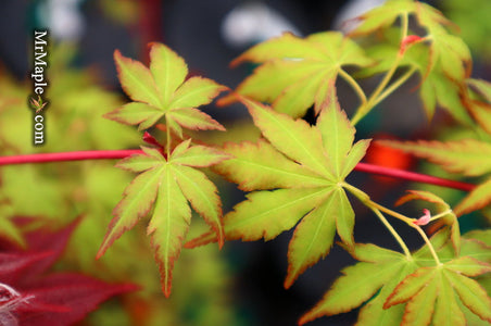 Buy Acer palmatum 'Winter Red' Coral Bark Japanese Maple — Mr Maple ...