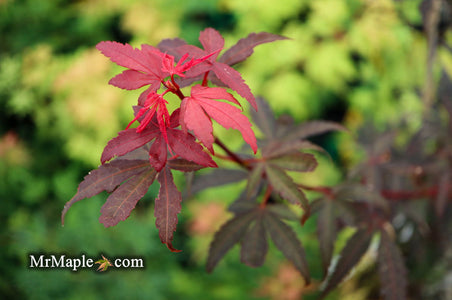 Buy Acer palmatum 'Winter’s Columnar Red' Japanese Maple — Mr Maple ...