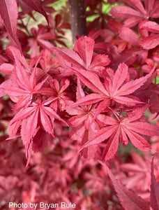 Buy Acer palmatum 'Winter’s Columnar Red' Japanese Maple — Mr Maple ...