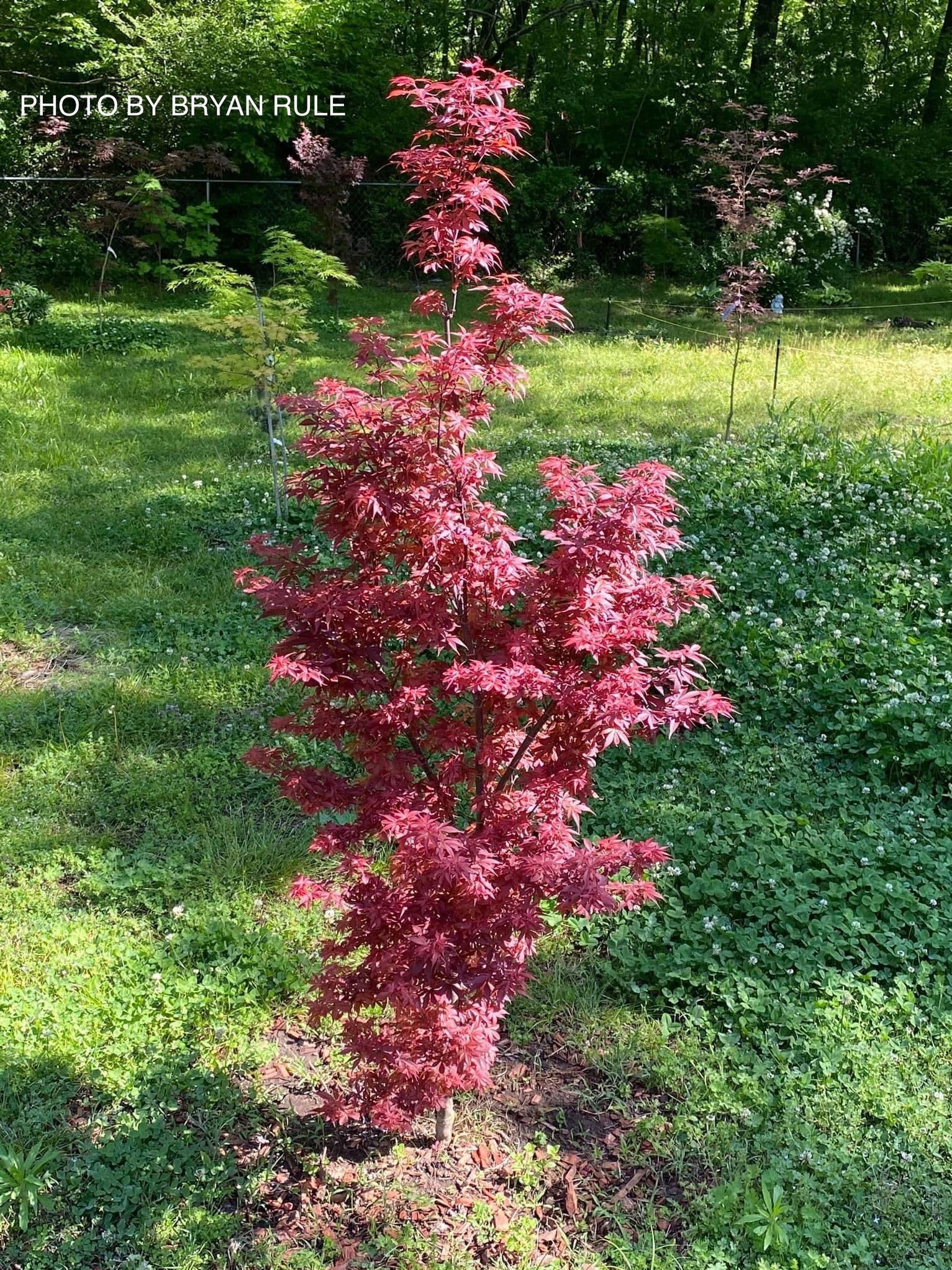 Buy Acer palmatum 'Winter’s Columnar Red' Japanese Maple — Mr Maple ...