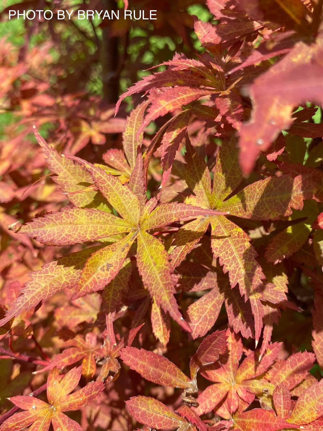 Buy Acer palmatum 'Winter’s Columnar Red' Japanese Maple — Mr Maple ...
