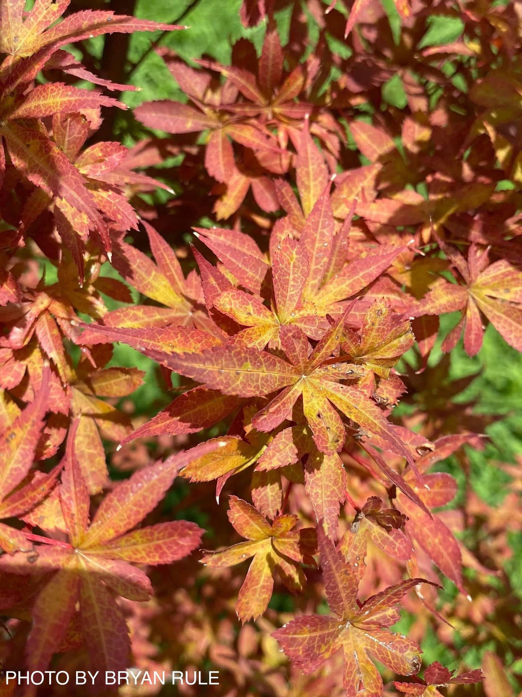 Buy Acer palmatum 'Winter’s Columnar Red' Japanese Maple — Mr Maple ...