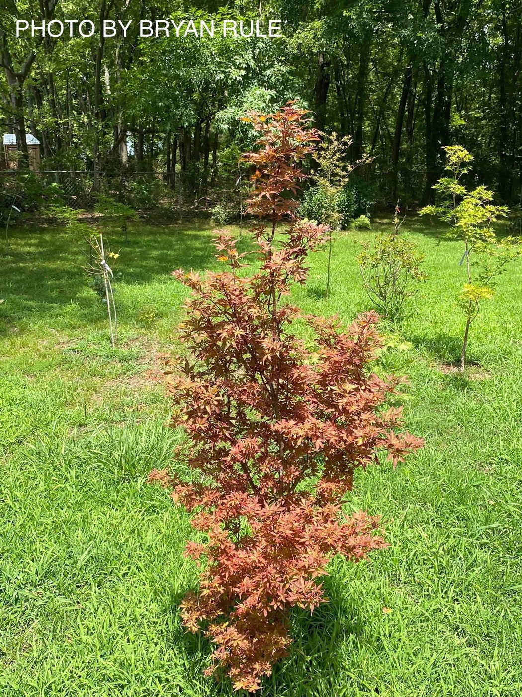 Buy Acer palmatum 'Winter’s Columnar Red' Japanese Maple — Mr Maple ...