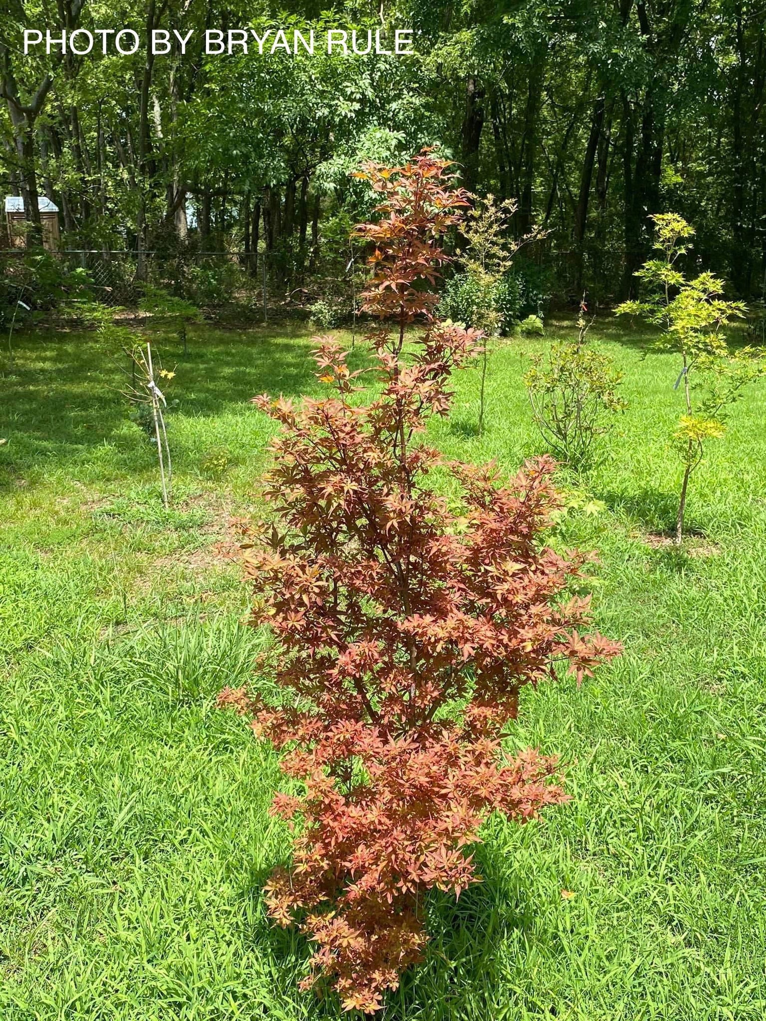 Buy Acer palmatum 'Winter’s Columnar Red' Japanese Maple — Mr Maple ...
