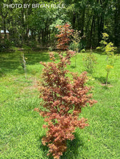 Buy Acer palmatum 'Winter’s Columnar Red' Japanese Maple — Mr Maple ...