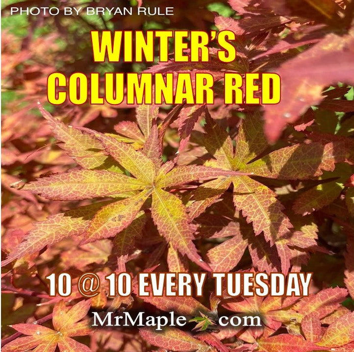 Buy Acer palmatum 'Winter’s Columnar Red' Japanese Maple — Mr Maple ...
