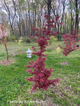 Buy Acer palmatum 'Winter’s Columnar Red' Japanese Maple — Mr Maple ...