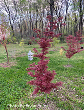 Buy Acer palmatum 'Winter’s Columnar Red' Japanese Maple — Mr Maple ...