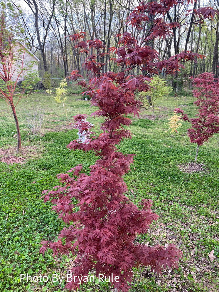 Buy Acer palmatum 'Winter’s Columnar Red' Japanese Maple — Mr Maple ...