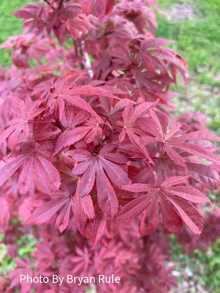 Buy Acer palmatum 'Winter’s Columnar Red' Japanese Maple — Mr Maple ...