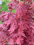 Buy Acer palmatum 'Winter’s Columnar Red' Japanese Maple — Mr Maple ...