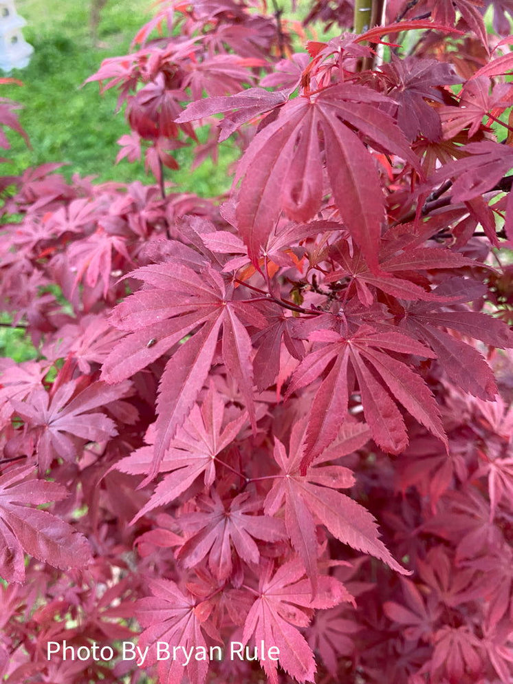 Buy Acer palmatum 'Winter’s Columnar Red' Japanese Maple — Mr Maple ...