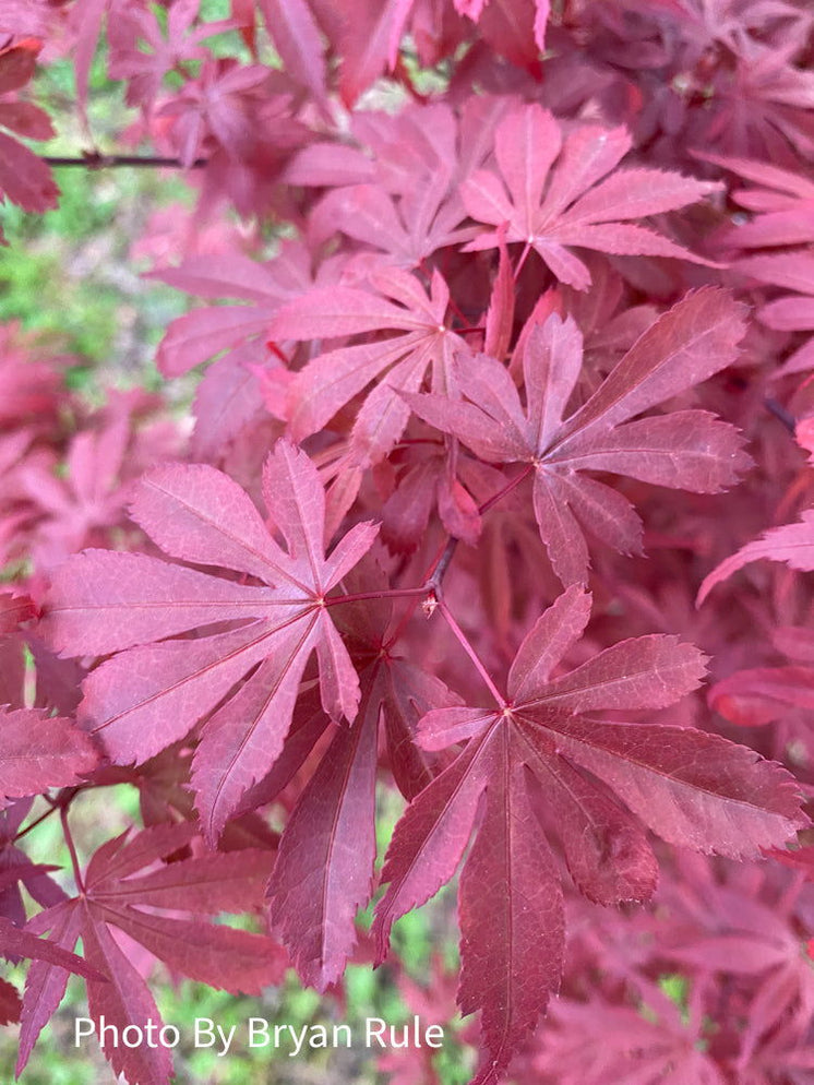 Buy Acer palmatum 'Winter’s Columnar Red' Japanese Maple — Mr Maple ...
