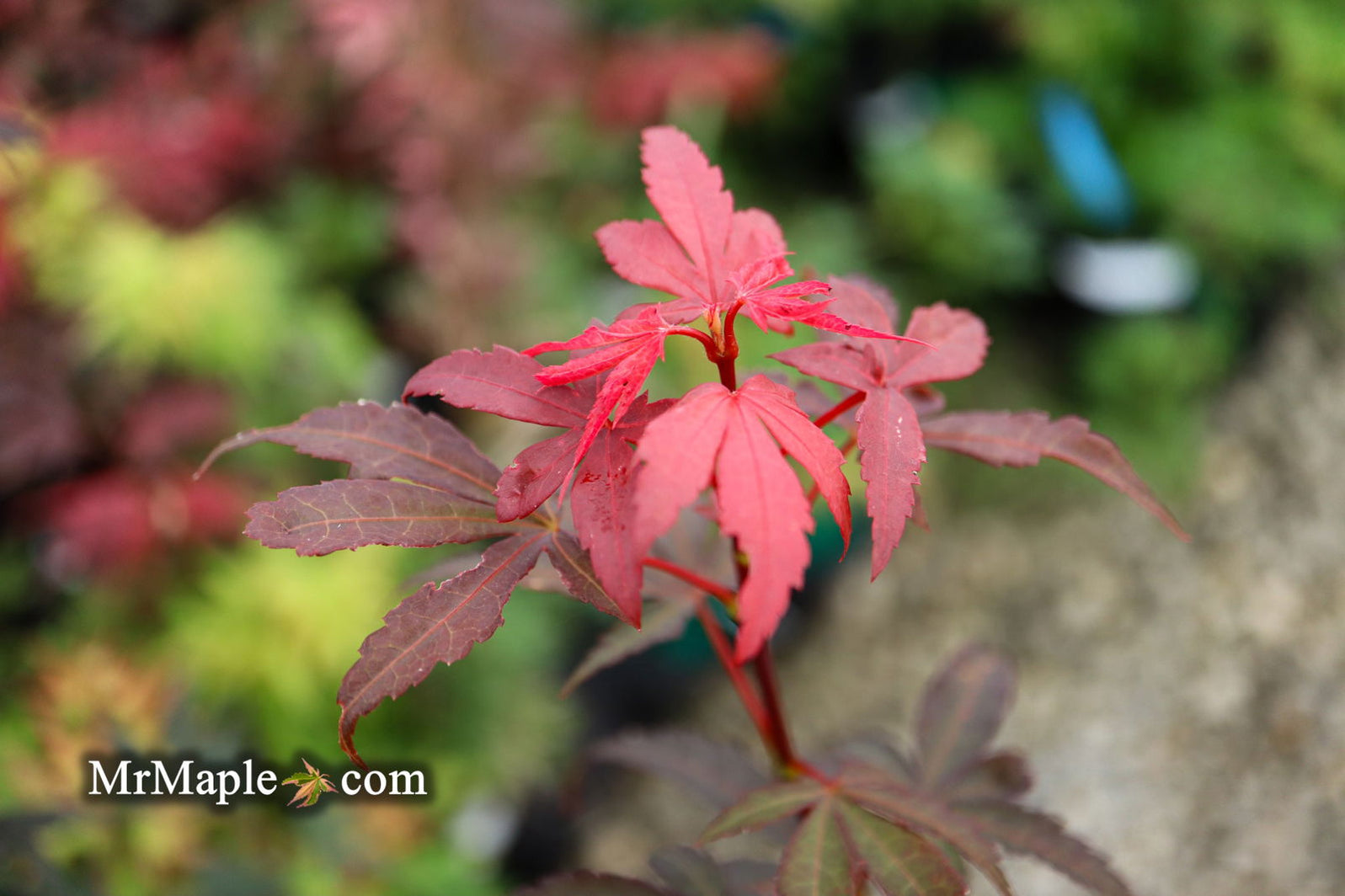 Buy Acer palmatum 'Winter’s Columnar Red' Japanese Maple — Mr Maple ...