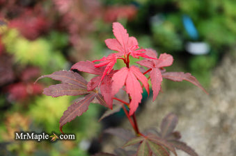 Buy Acer palmatum 'Winter’s Columnar Red' Japanese Maple — Mr Maple ...
