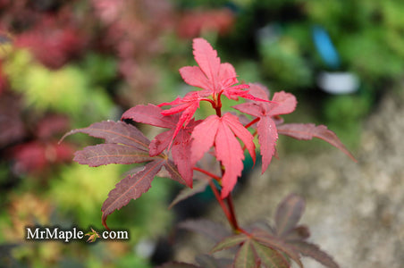 Buy Acer palmatum 'Winter’s Columnar Red' Japanese Maple — Mr Maple ...