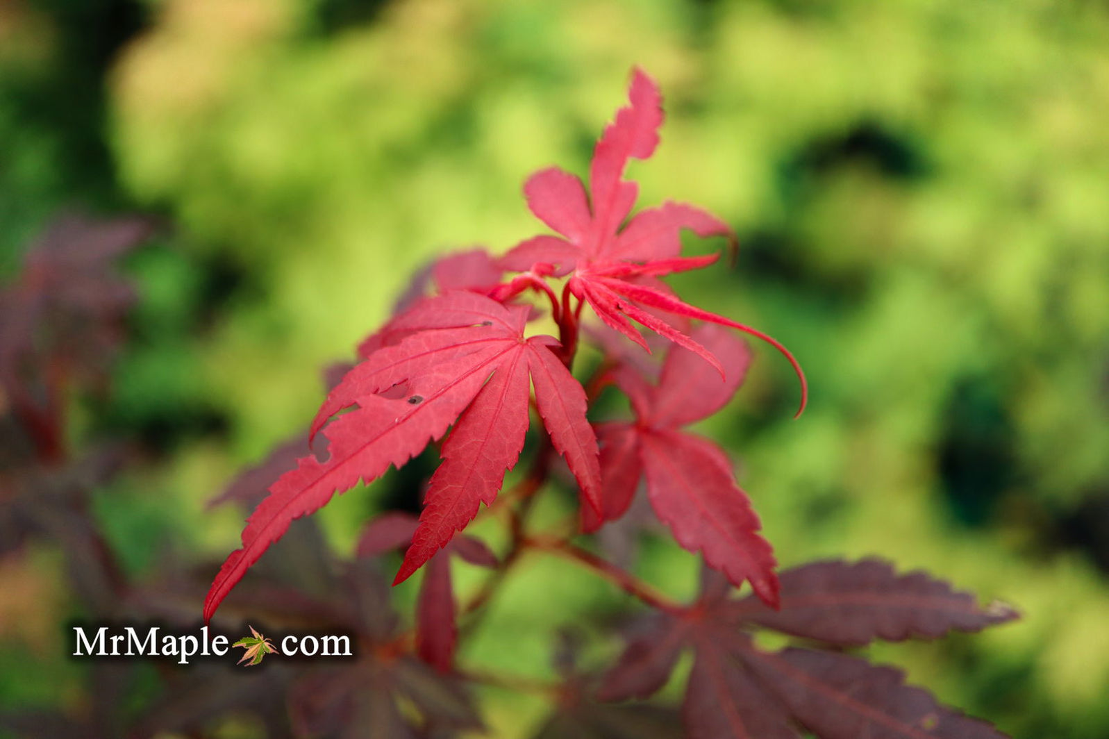 Buy Acer palmatum 'Winter’s Columnar Red' Japanese Maple — Mr Maple ...