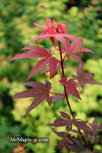 Buy Acer palmatum 'Winter’s Columnar Red' Japanese Maple — Mr Maple ...