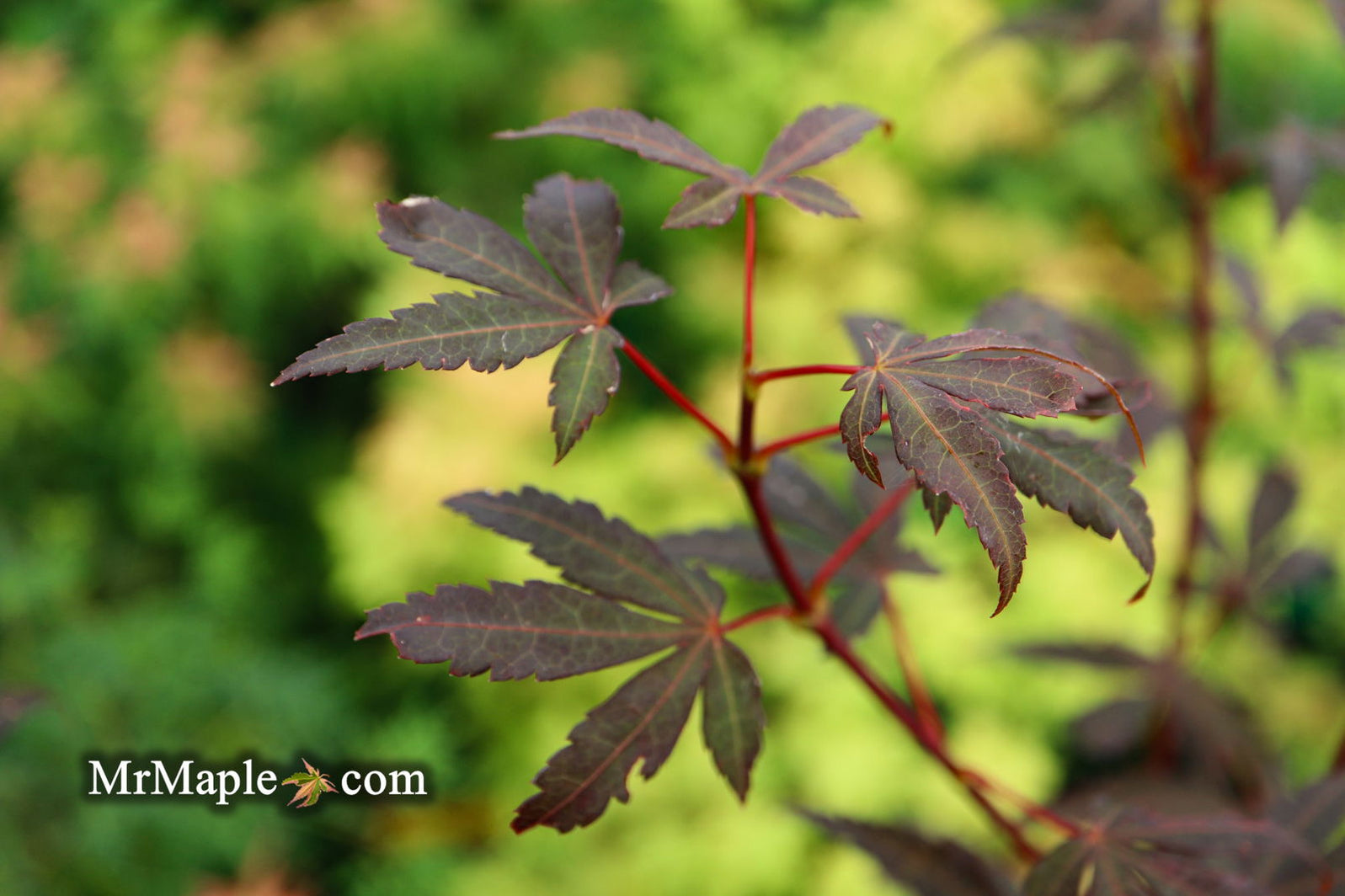 Buy Acer palmatum 'Winter’s Columnar Red' Japanese Maple — Mr Maple ...