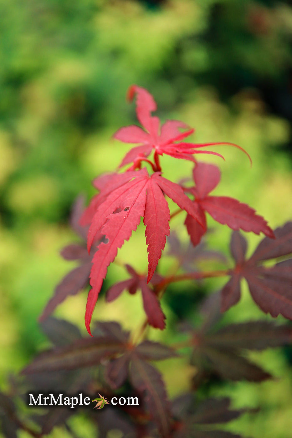 Buy Acer palmatum 'Winter’s Columnar Red' Japanese Maple — Mr Maple ...