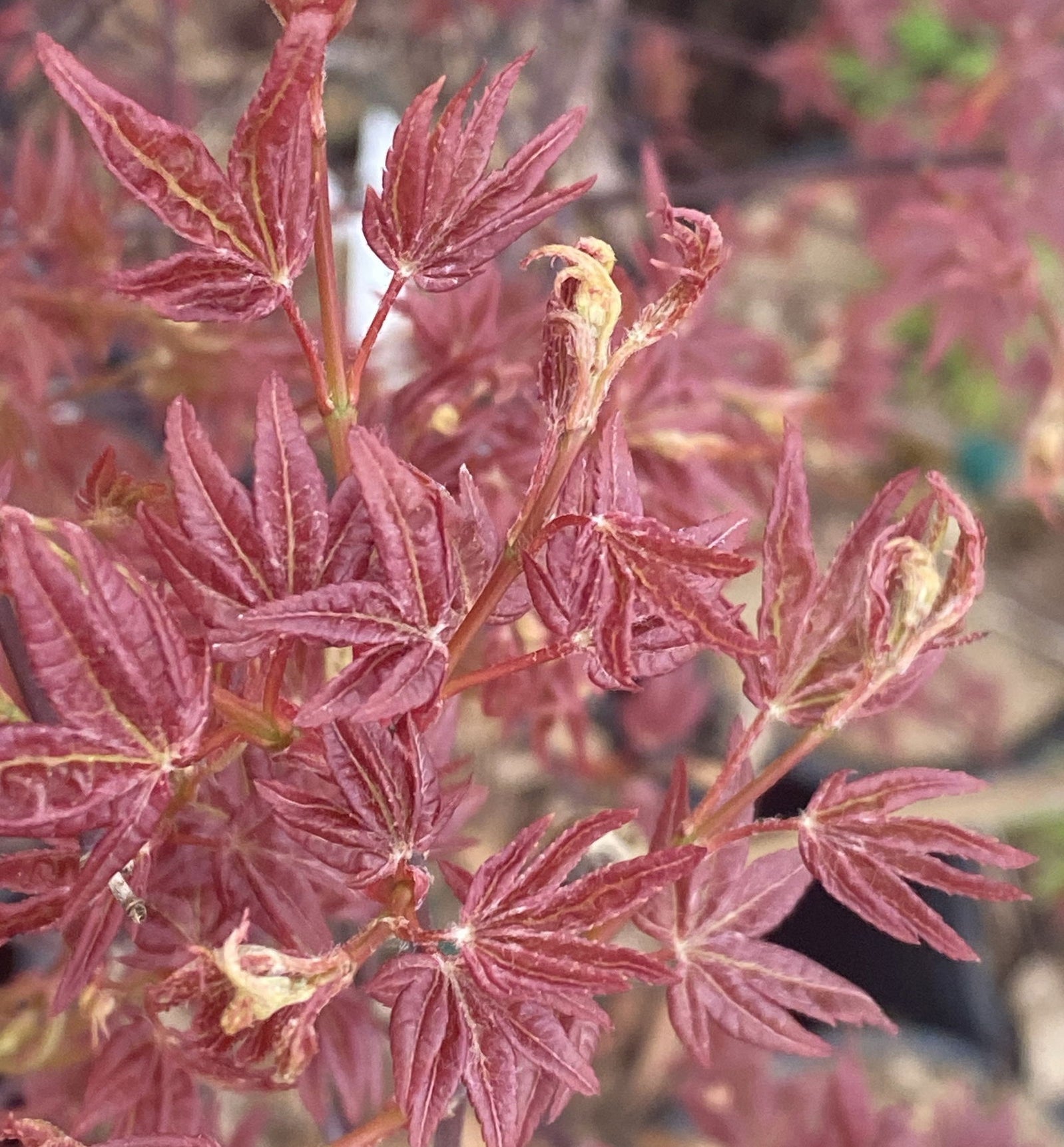 Buy Acer palmatum 'Yama hime' Japanese Maple — Mr Maple │ Buy Japanese ...