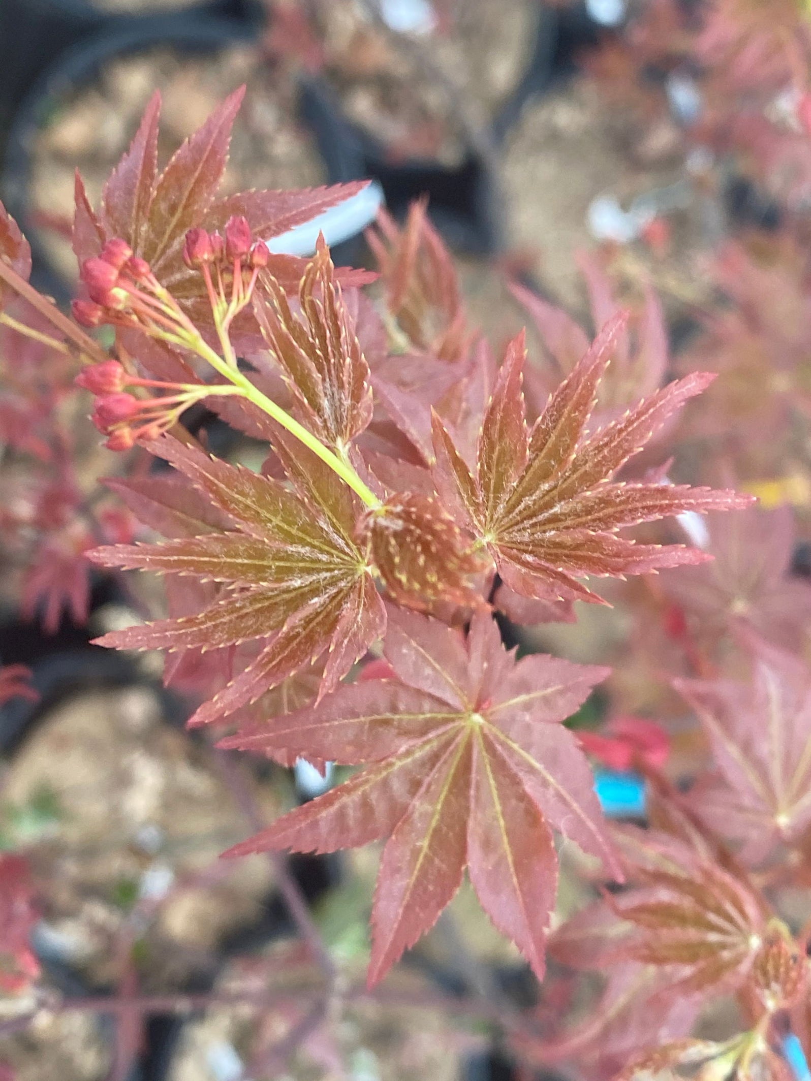 Buy Acer palmatum 'Yama hime' Japanese Maple — Mr Maple │ Buy Japanese ...