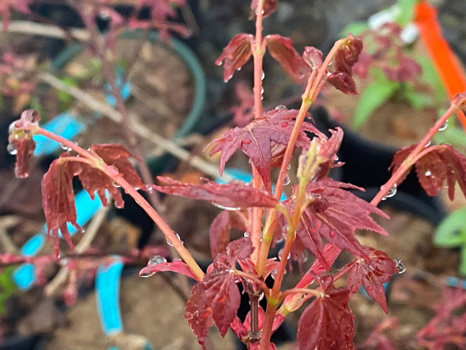Buy Acer palmatum 'Yama hime' Japanese Maple — Mr Maple │ Buy Japanese ...