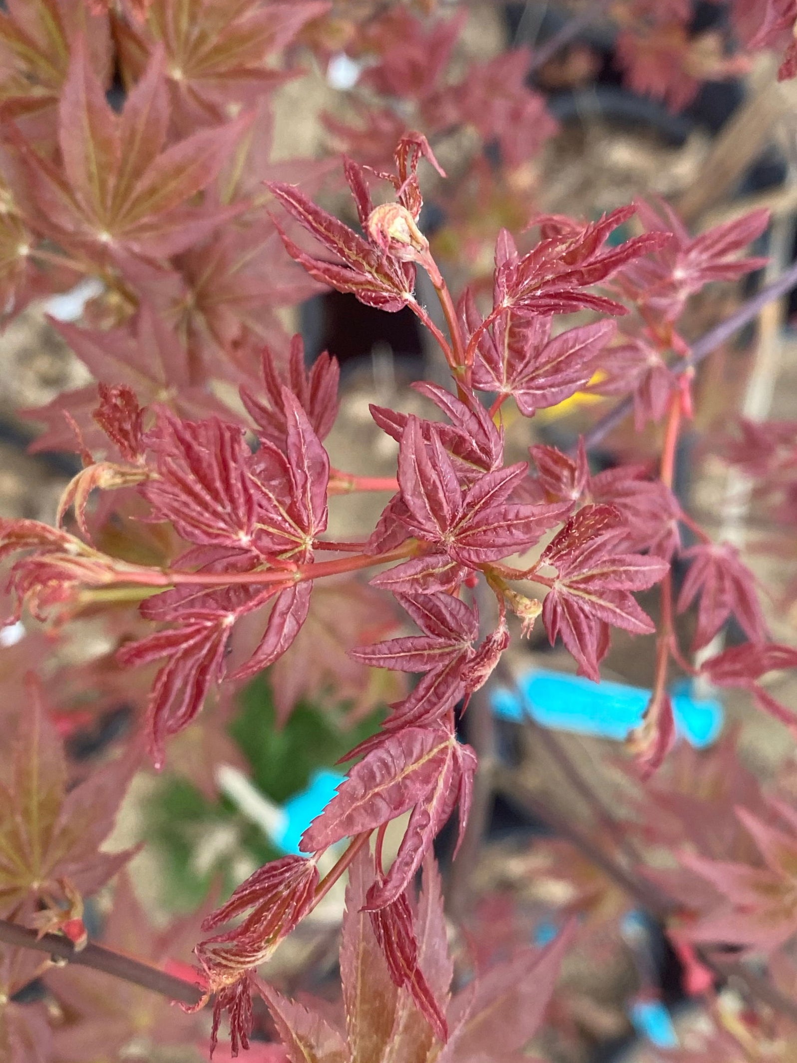 Buy Acer palmatum 'Yama hime' Japanese Maple — Mr Maple │ Buy Japanese ...
