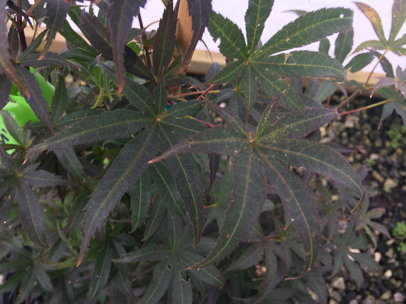 Buy Acer palmatum 'Yeager Broom' Columnar Red Japanese Maple — Mr Maple ...