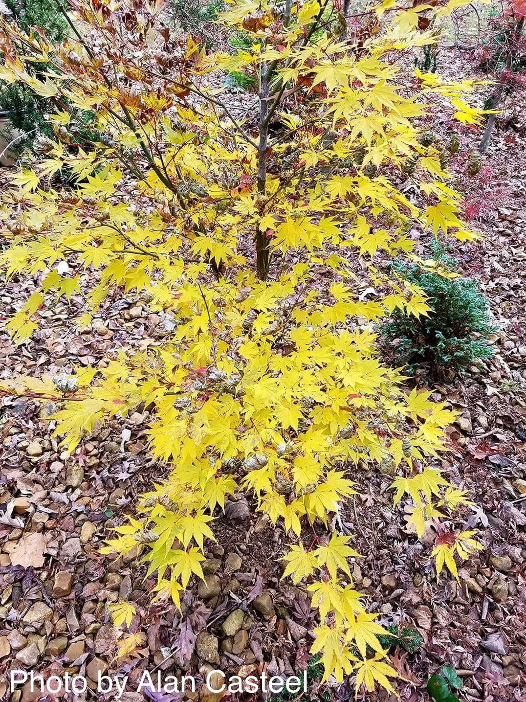 Buy Acer palmatum 'Yellow Bird' Japanese Maple — Mr Maple │ Buy ...