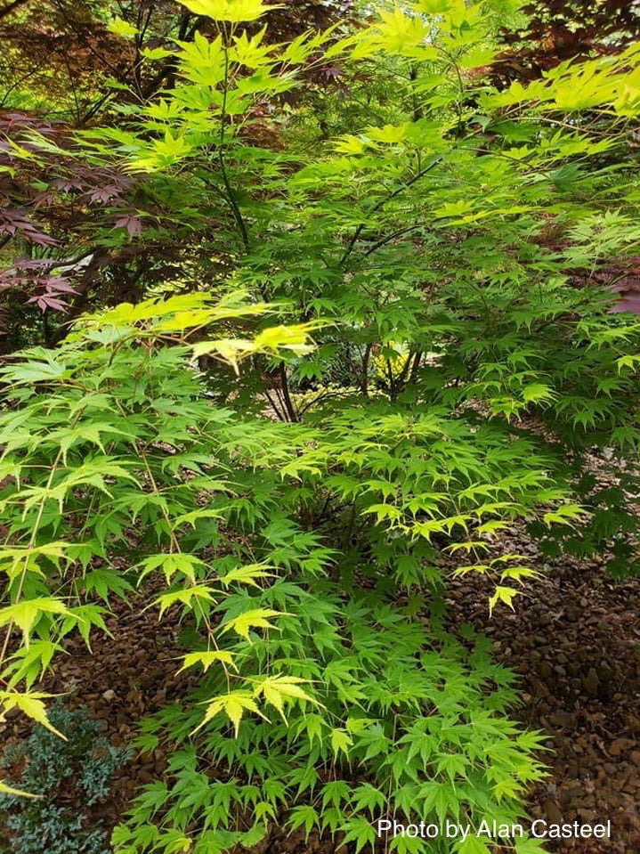 Buy Acer palmatum 'Yellow Bird' Japanese Maple — Mr Maple │ Buy ...