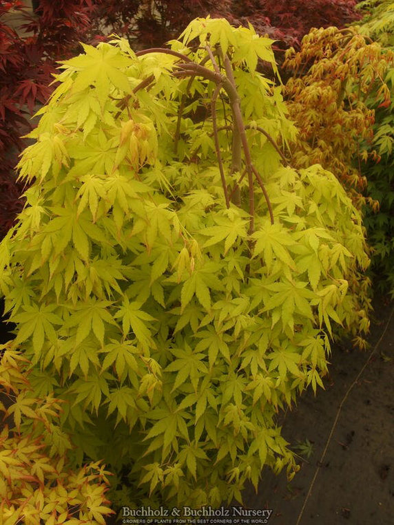 Buy Acer palmatum 'Yellow Cascade' Weeping Golden Japanese Maple — Mr ...