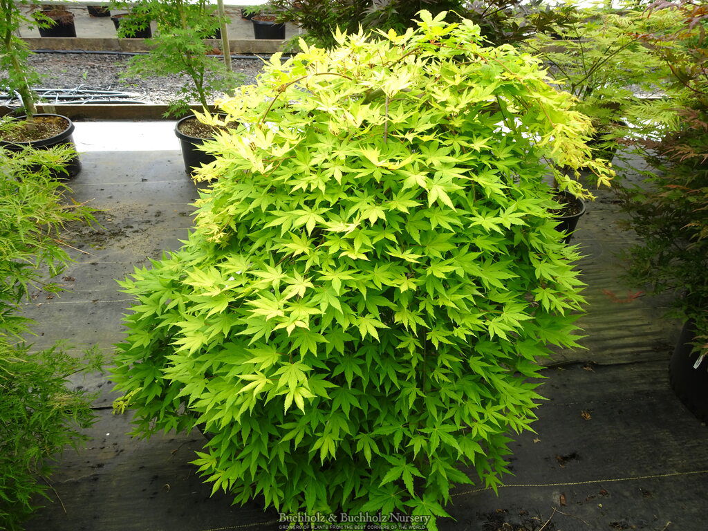 Buy Weeping Japanese Maples — Mr Maple │ Buy Japanese Maple Trees