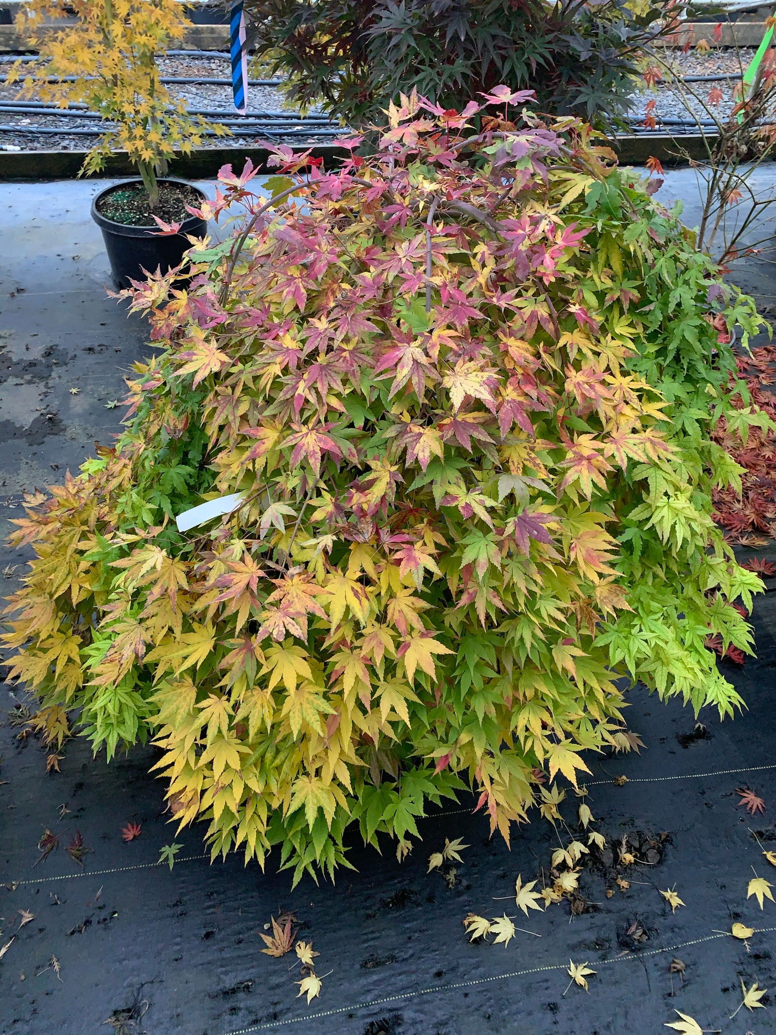 Buy Acer palmatum 'Yellow Cascade' Weeping Golden Japanese Maple — Mr ...
