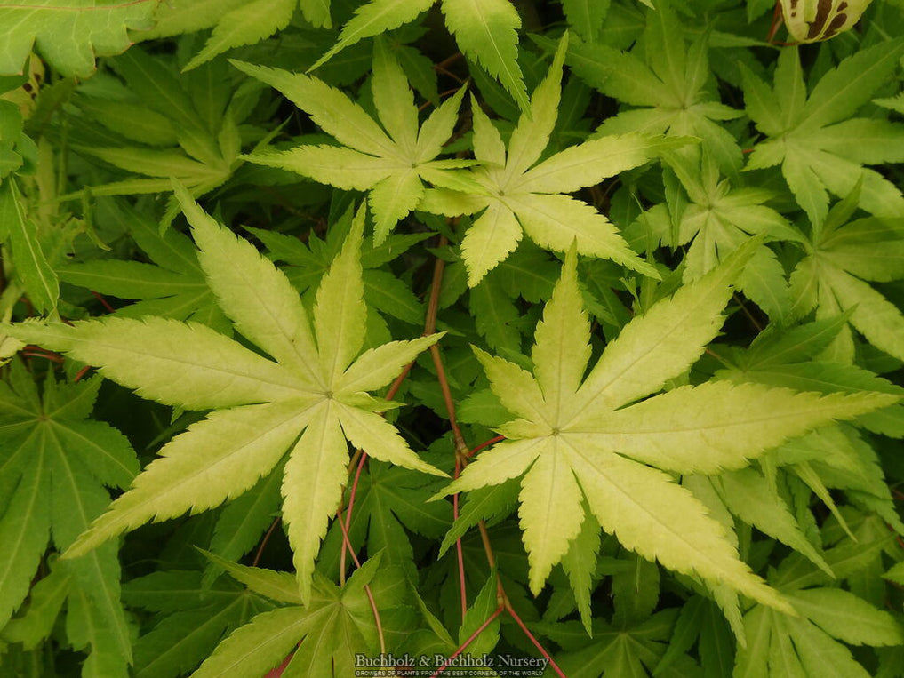 Buy Acer palmatum 'Yellow Cascade' Weeping Golden Japanese Maple — Mr ...