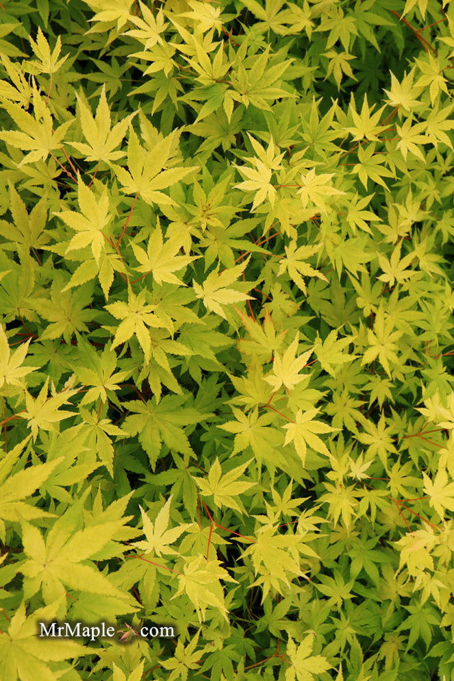 Buy Acer palmatum 'Yellow Cascade' Weeping Golden Japanese Maple — Mr ...