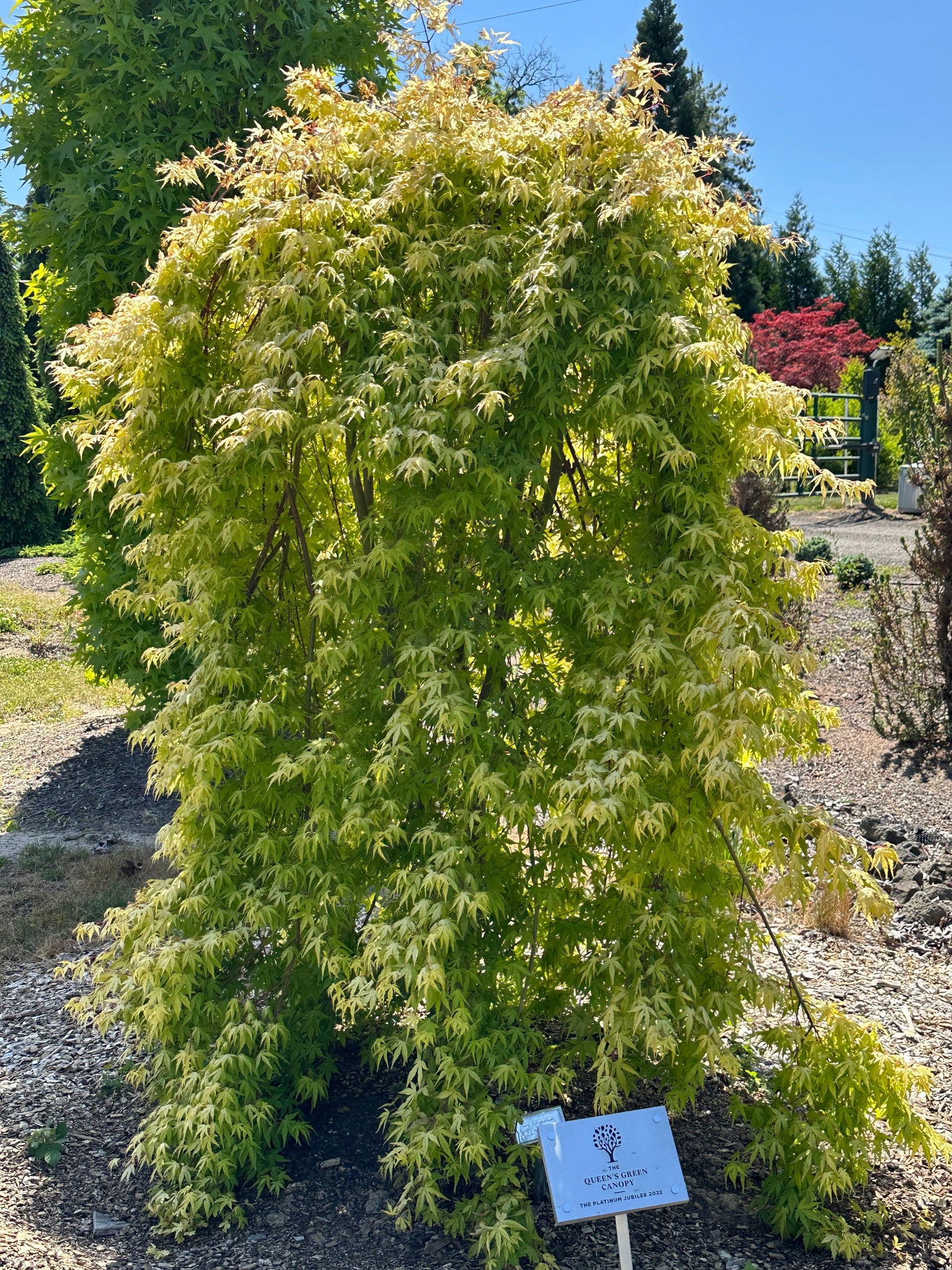 Buy Acer palmatum 'Yellow Cascade' Weeping Golden Japanese Maple — Mr ...