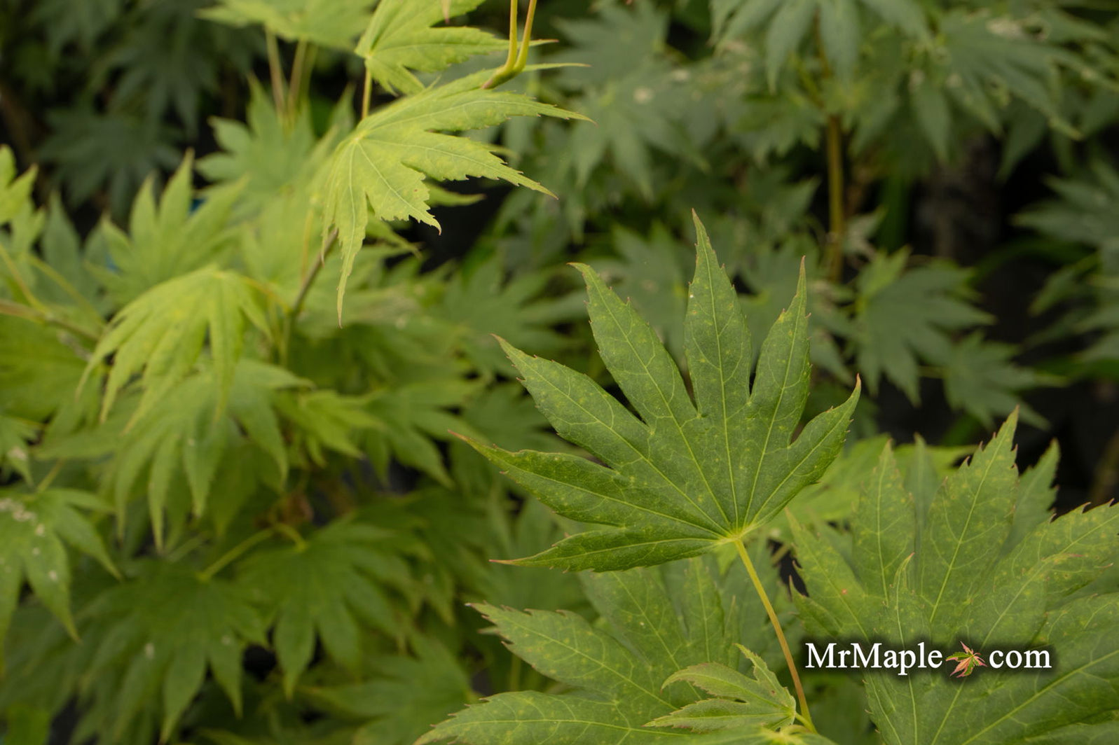 Buy Weeping Japanese Maples — Mr Maple │ Buy Japanese Maple Trees