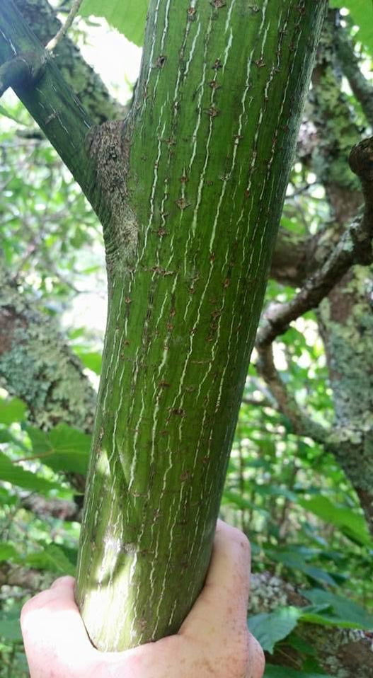 Buy Acer pensylvanicum Native Snakebark Maple — Mr Maple │ Buy Japanese ...