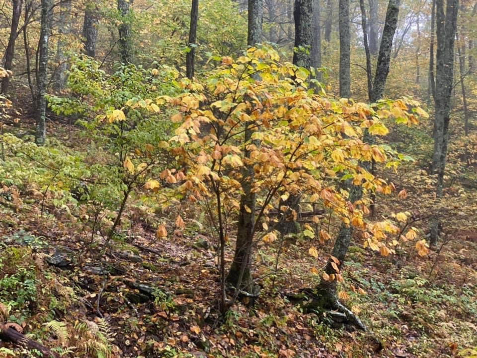 Buy Acer pensylvanicum Native Snakebark Maple — Mr Maple │ Buy Japanese ...