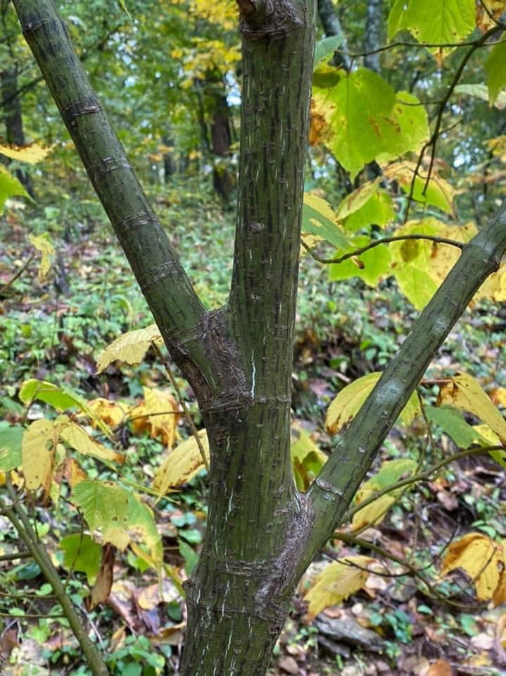 Buy Acer pensylvanicum Native Snakebark Maple — Mr Maple │ Buy Japanese ...