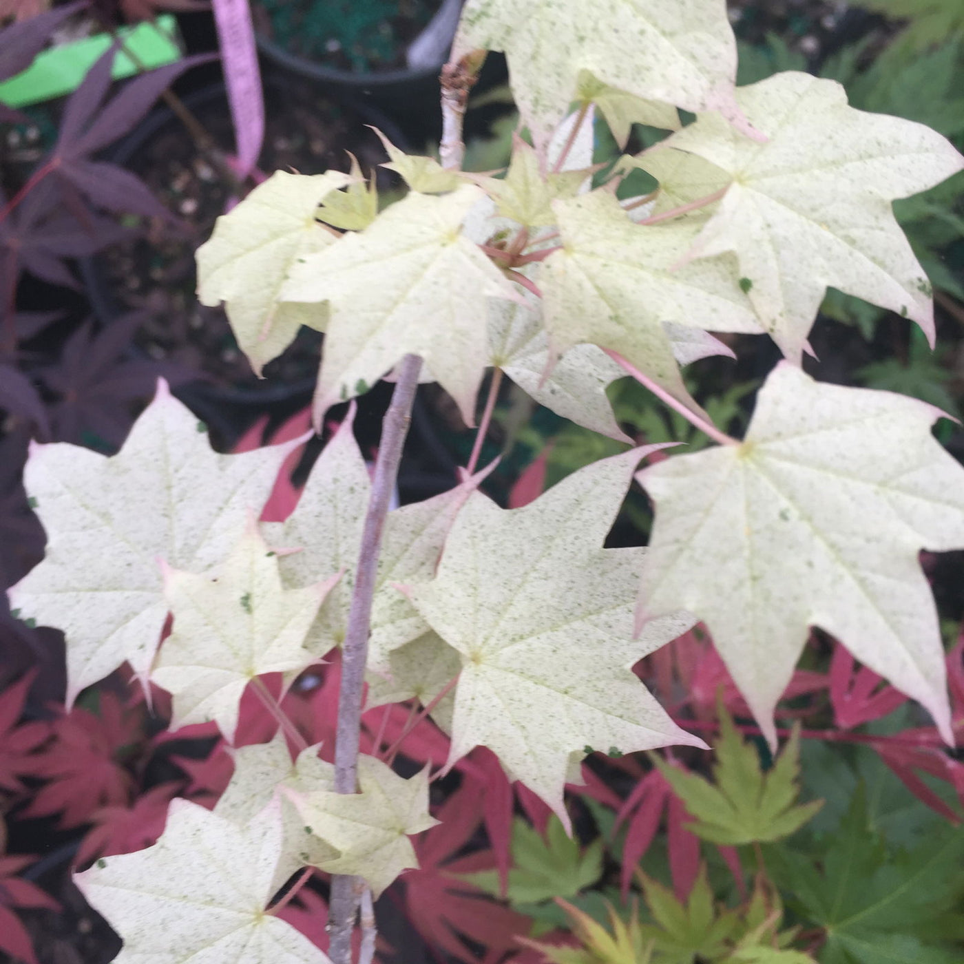 Buy Acer pictum 'Naguri nishiki' Batwing Maple — Mr Maple │ Buy ...
